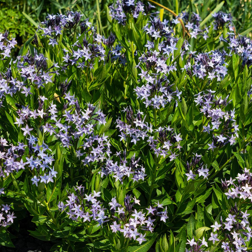 Amsonia orientalis - A blue-flowered Amsonia with glossy foliage.