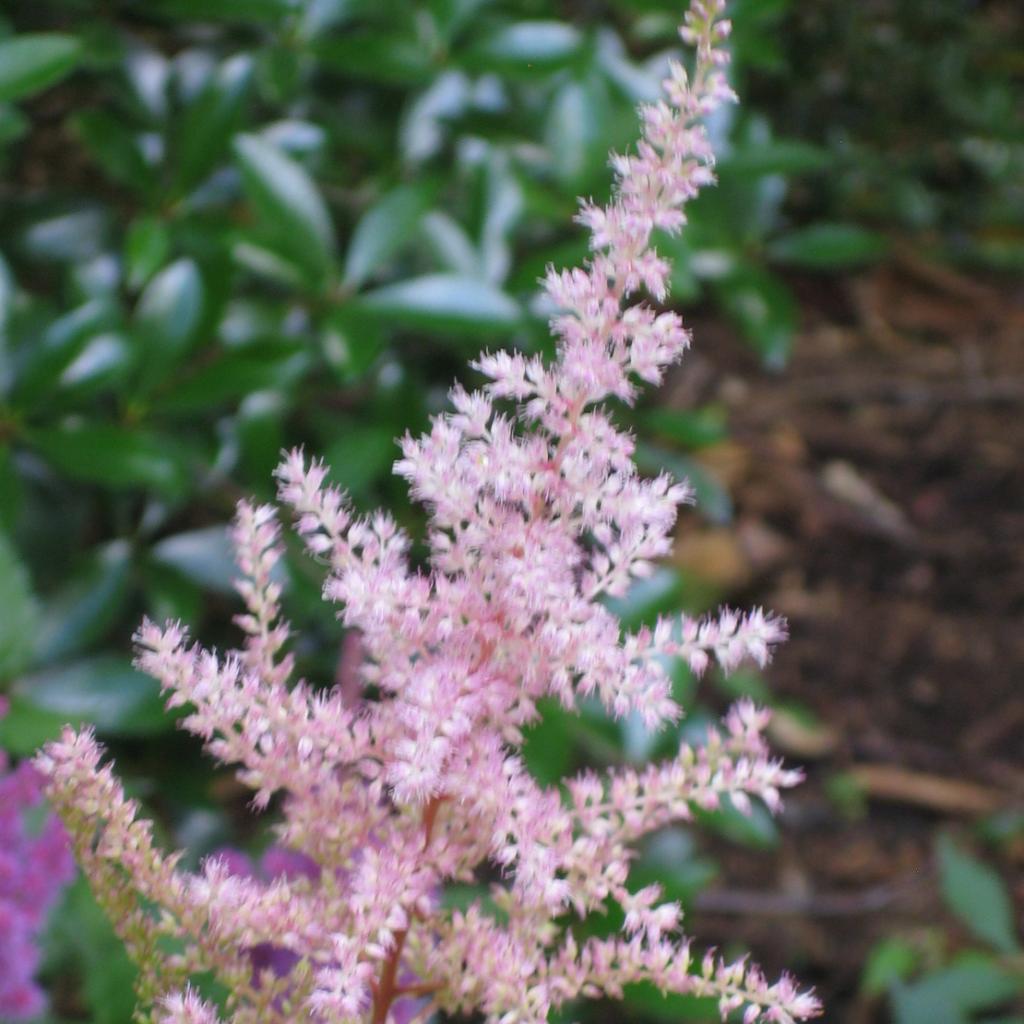 Astilbe japonica 'Peach Blossom' - Japanese Astilbe with light pink ...