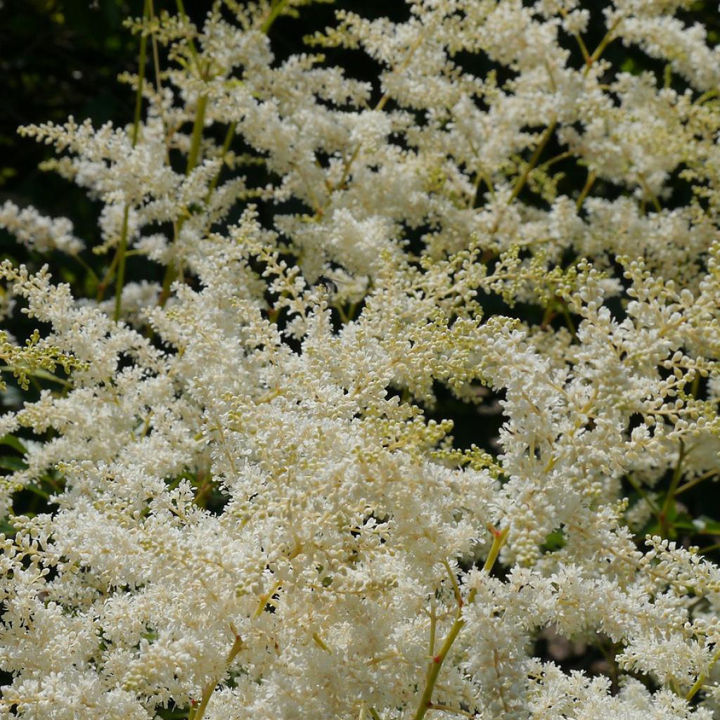 Astilbe simplicifolia 'Sprite' - Compact variety with pink flowers.
