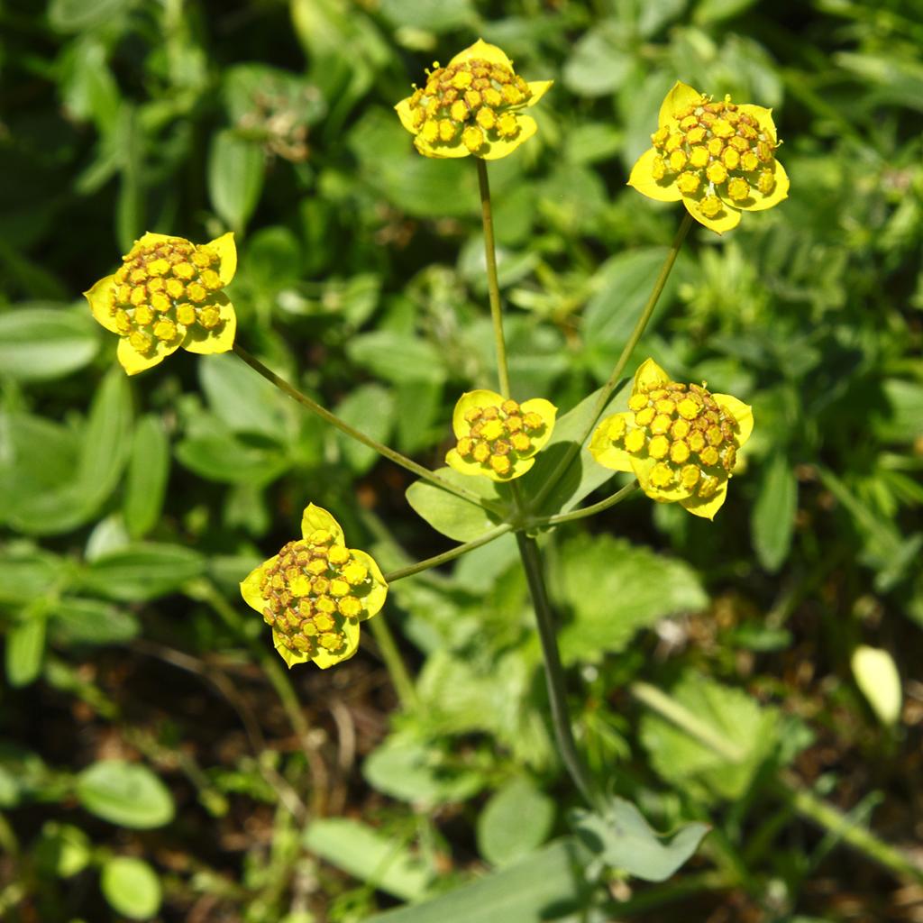 Bupleurum - Bupleurum ranunculoides - Perennial rockery plant with ...