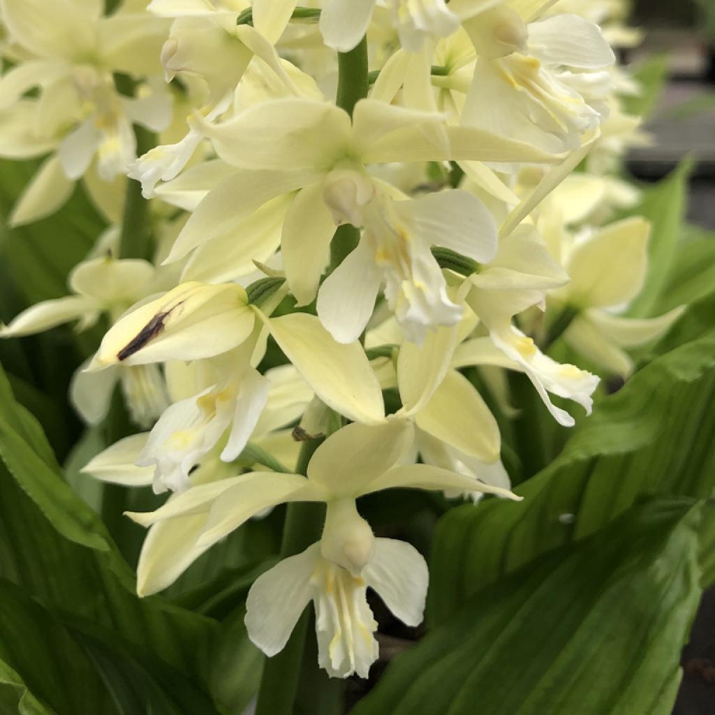 Calanthe sieboldii Light - A terrestrial Orchid with pale yellow flowers