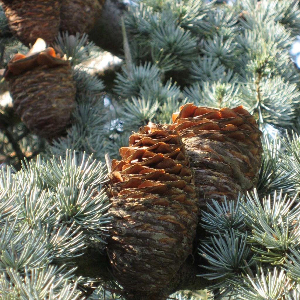 Cedrus libani Atlantica Glauca - Atlas Blue Cedar - Large, majestic conifer with a conical habit ...