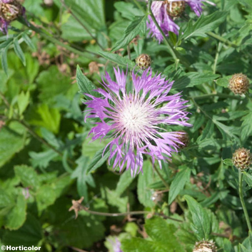 Centaurea bella - Elegant Centaury - Perennial with pink-lilac flowers