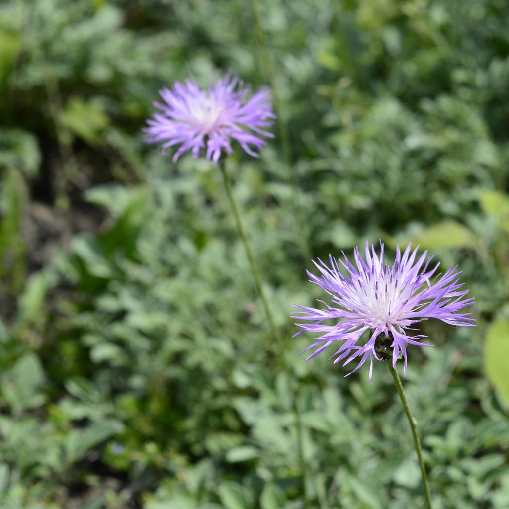 Centaurea bella - Elegant Centaury - Perennial with pink-lilac flowers