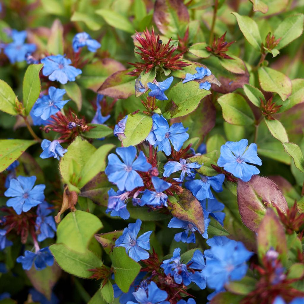 Ceratostigma plumbaginoides - Leadwort - Creeping perennial with ...