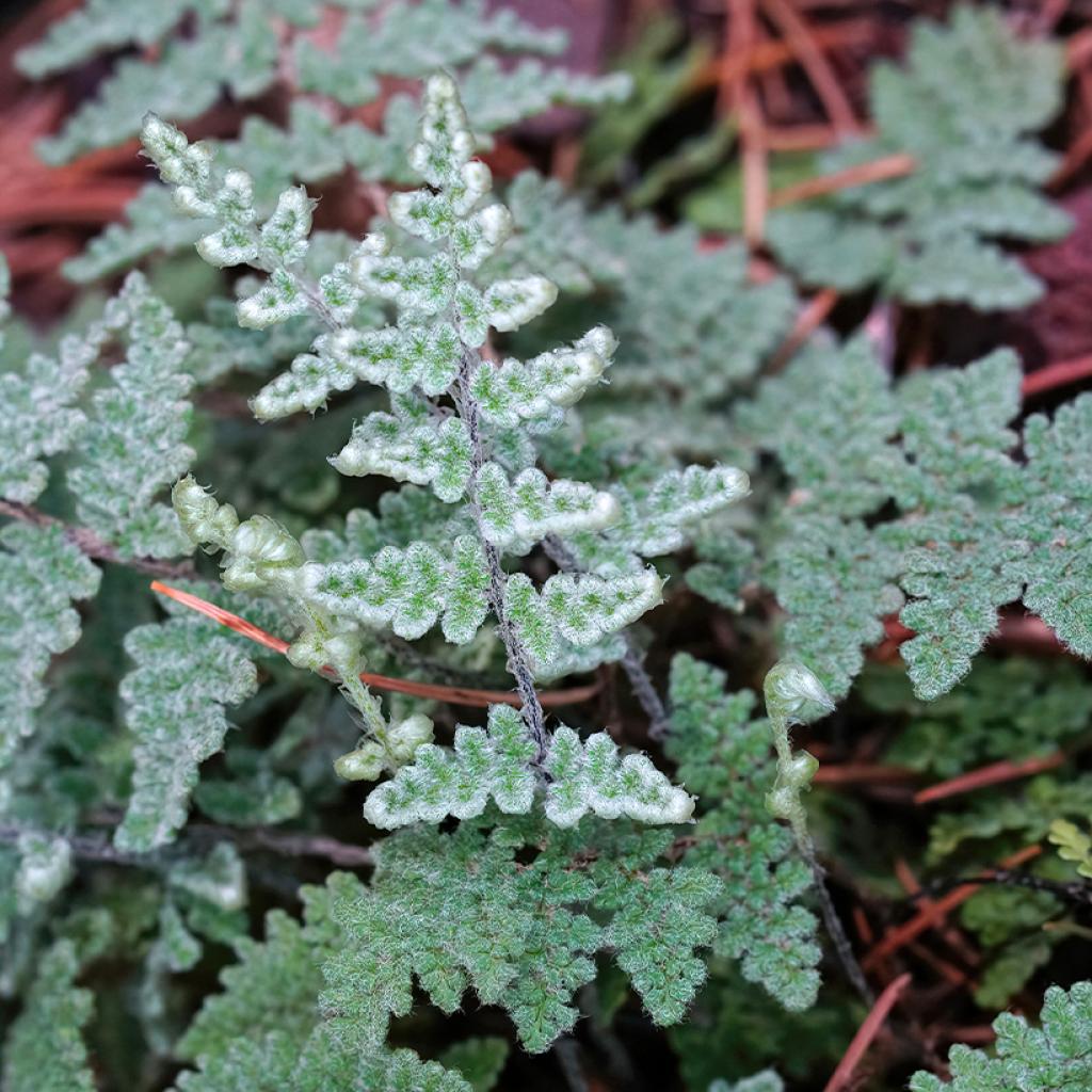 Cheilanthes lanosa Cimbra - A small fern with silver-green foliage.