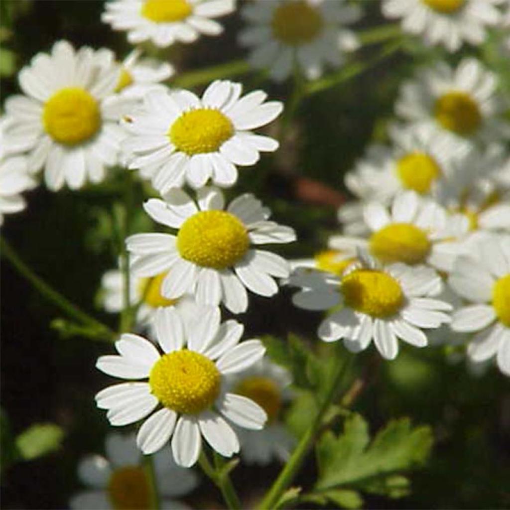Chrysanthemum parthenium Aureum, cream flowers and golden leaves.