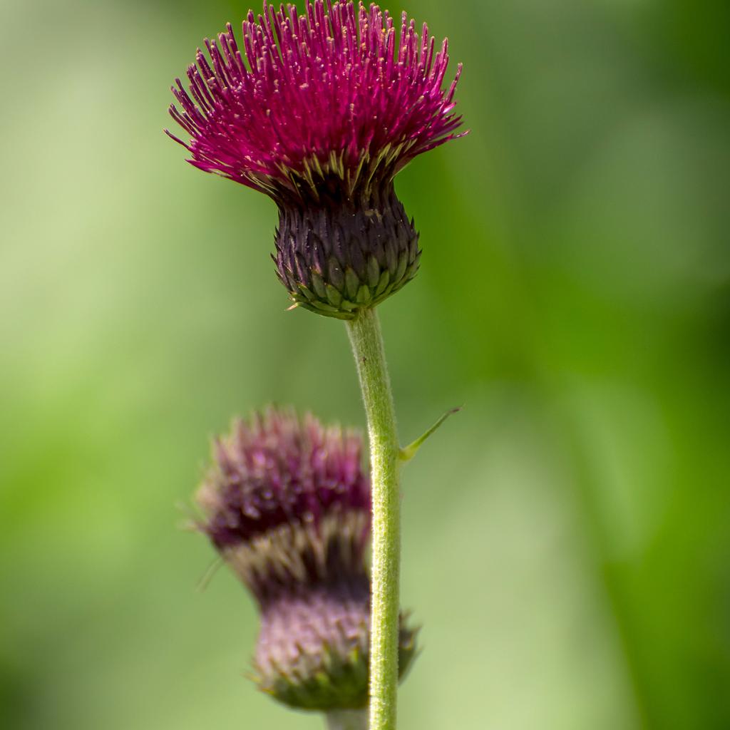 Cirsium rivulare 'Atropurpureum' - Plume Thistle