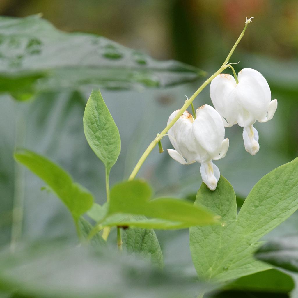 Dicentra spectabilis 'Alba' - White Bleeding Heart flower