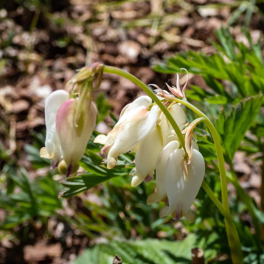 Dicentra formosa Aurora - Bleeding Heart ground cover with white flowers.