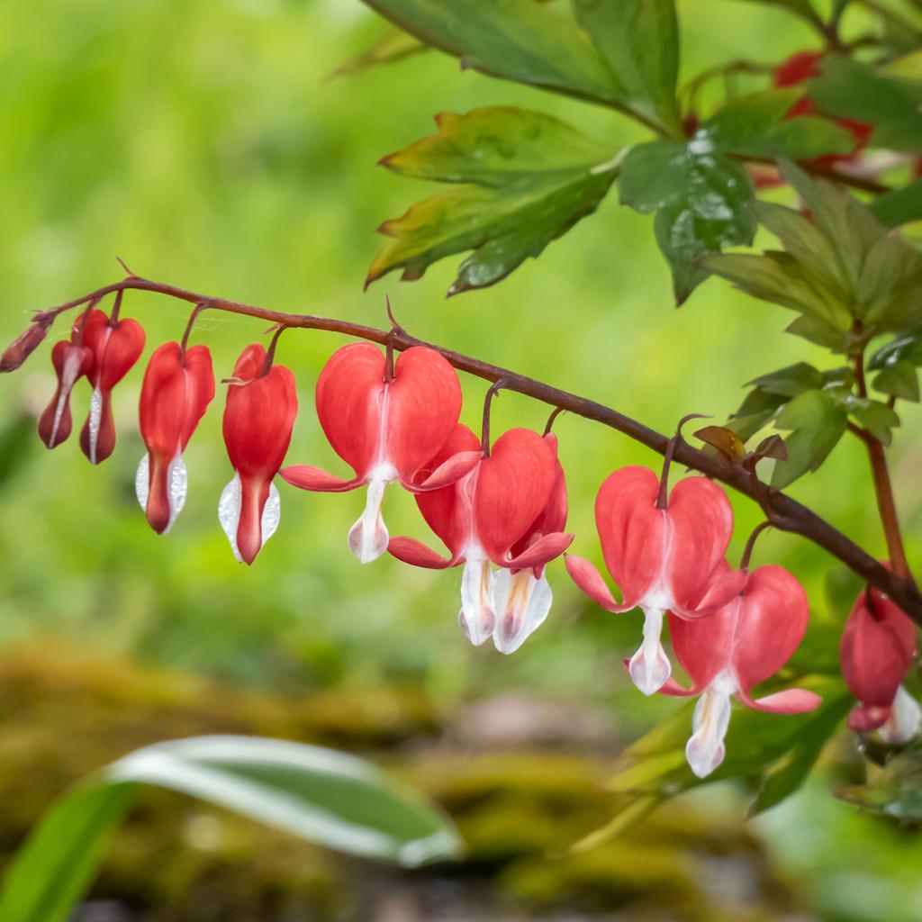 Dicentra spectabilis 'Valentine' - Compact Bleeding Heart, a perennial ...