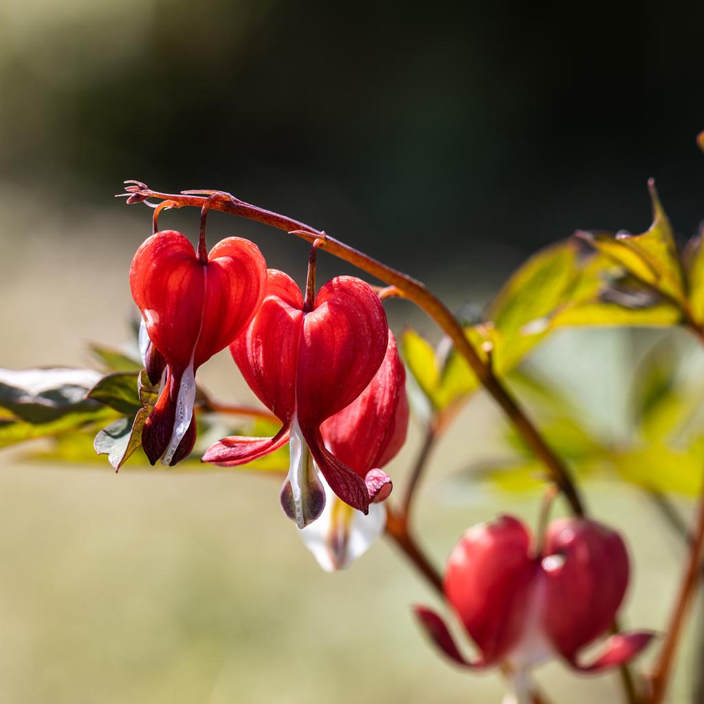 Dicentra spectabilis 'Valentine' - Compact Bleeding Heart, a perennial ...