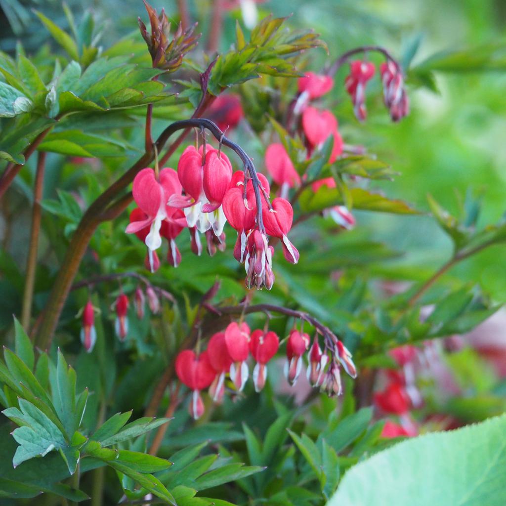 Dicentra spectabilis 'Valentine' - Compact Bleeding Heart, a perennial ...