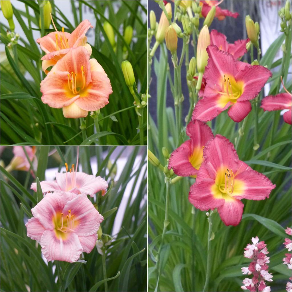 Collection of 3 Everydaylily pink, red ribs and cherry daylilies ...