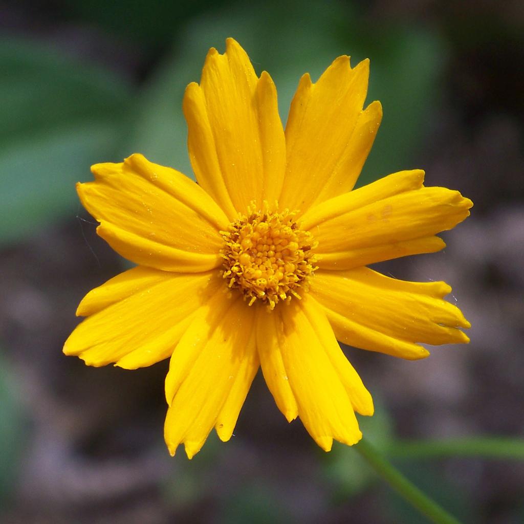 Coreopsis auriculata Nana - Very compact Ear-leaved Coreopsis, with ...