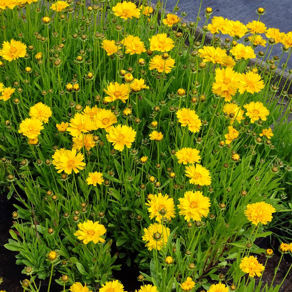 Coreopsis grandiflora 'Sunray' - Large-flowered Coreopsis with double ...