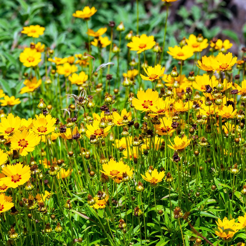 Coreopsis lanceolata 'Sterntaler' - Lanceolate-leaved Coreopsis - Many ...