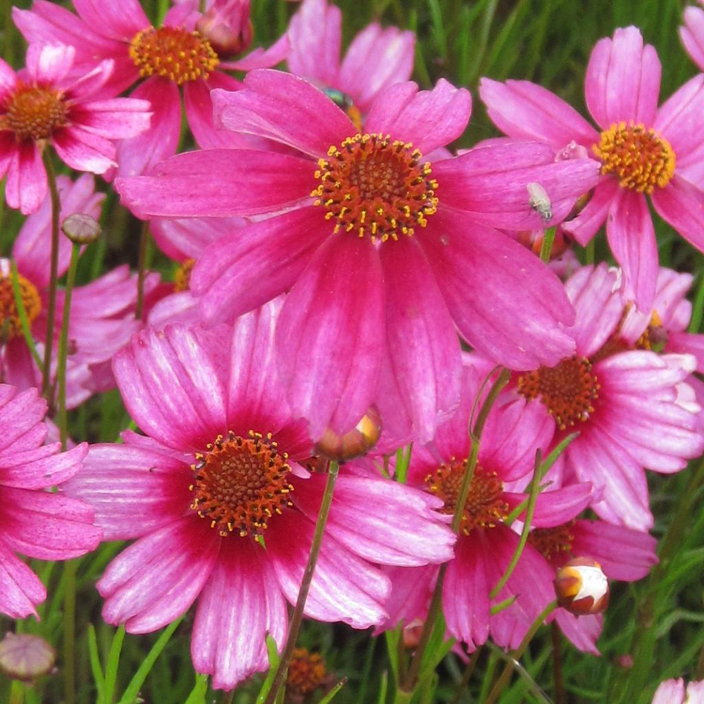 Coreopsis rosea 'Heaven's Gate' - Pink-flowered Coreopsis with a ...