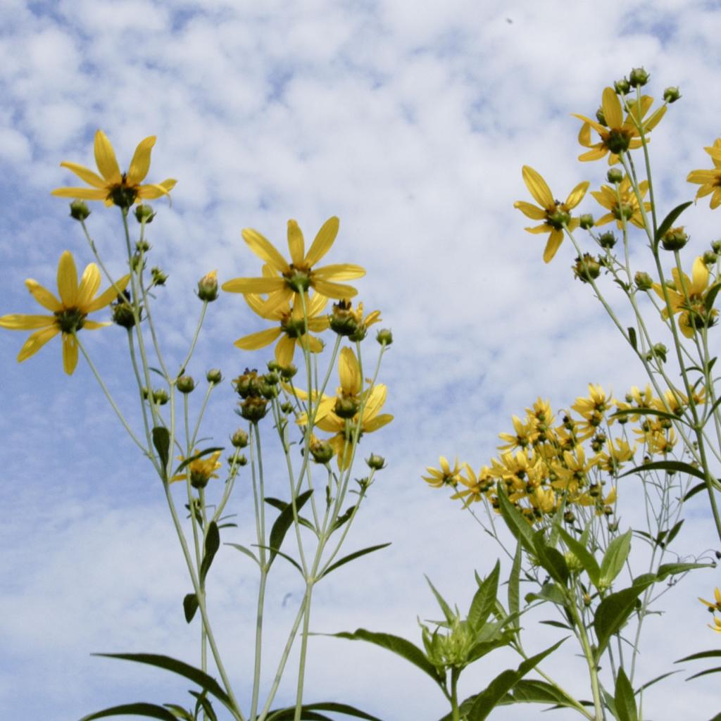 Coreopsis tripteris - Large Coreopsis with light yellow flowers and ...