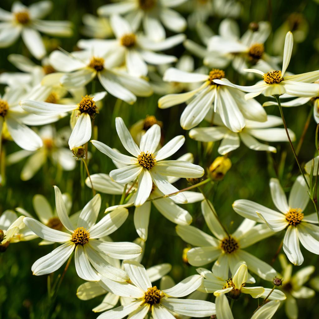 Coreopsis verticillata 'Moonbeam' - Lemon yellow flowered Coreopsis ...