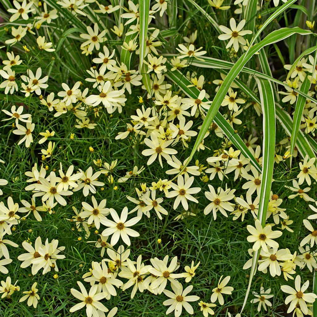 Coreopsis verticillata 'Moonbeam' - Lemon yellow flowered Coreopsis ...