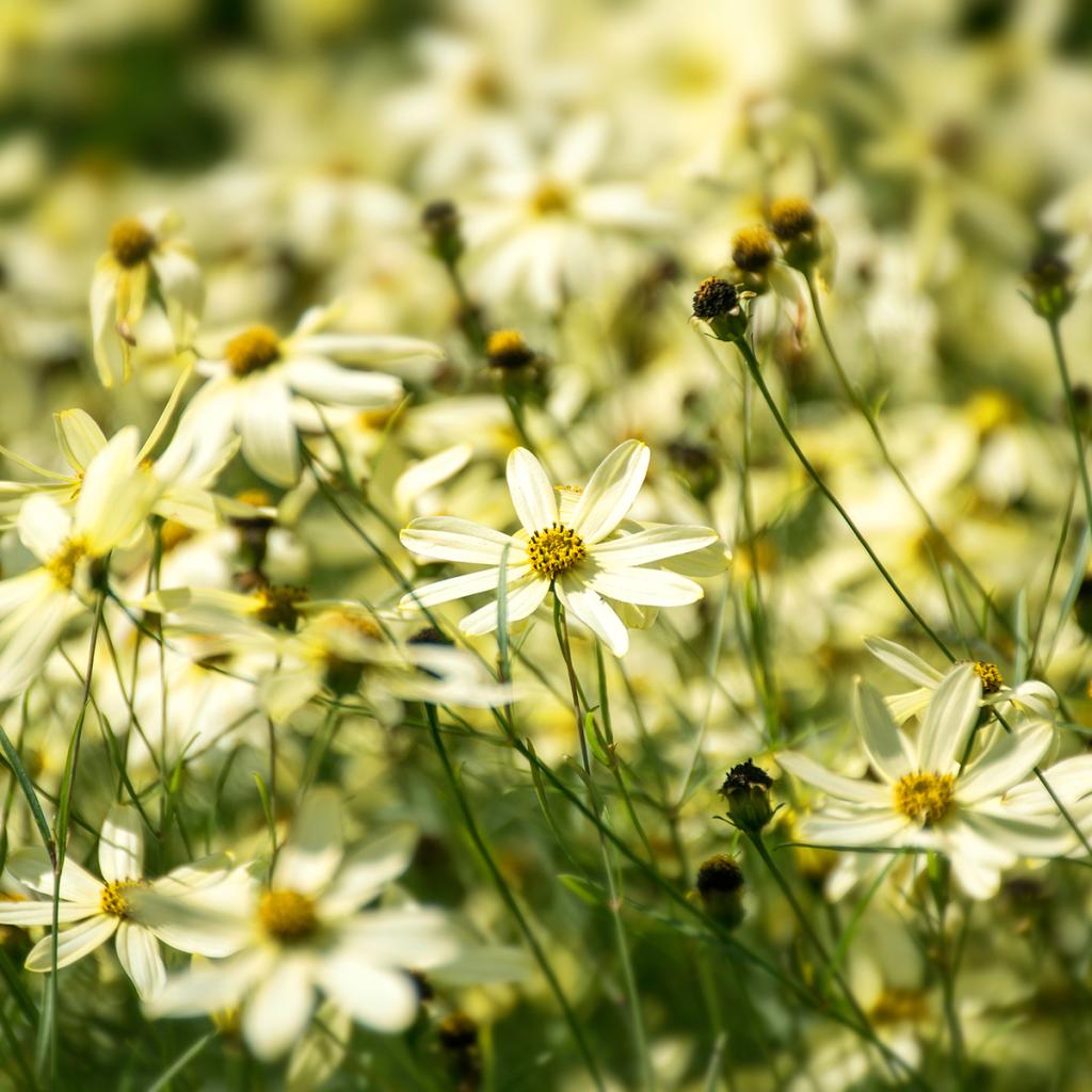 Coreopsis verticillata 'Moonbeam' - Lemon yellow flowered Coreopsis ...