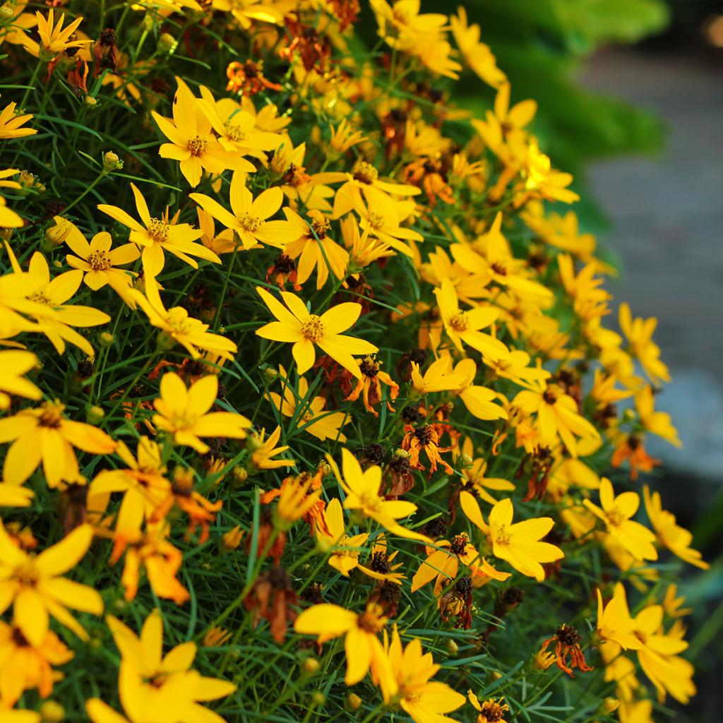 Coreopsis verticillata 'Zagreb' - Tufted coreopsis with golden-yellow ...