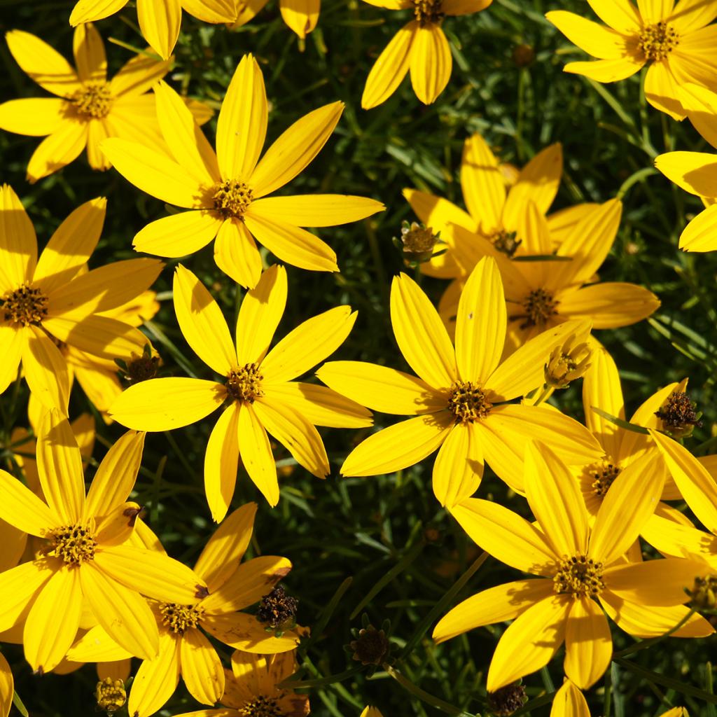 Coreopsis verticillata 'Zagreb' - Tufted coreopsis with golden-yellow ...