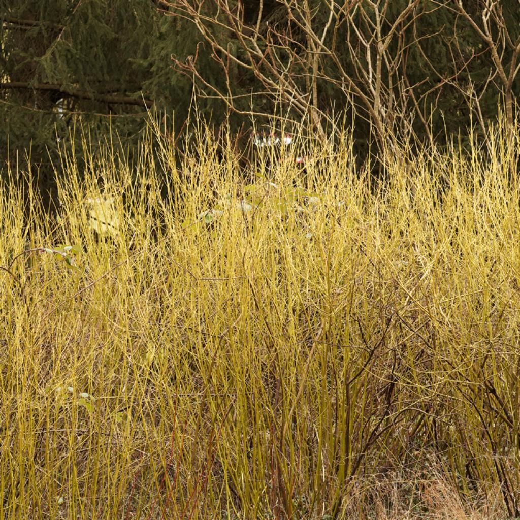 Cornus stolonifera 'Flaviramea' - dogwood with bright yellow stems.