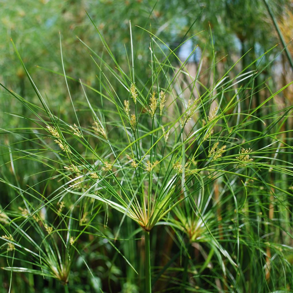 Cyperus papyrus Cleopatra - Papyrus - Dwarf version of the Egyptian ...