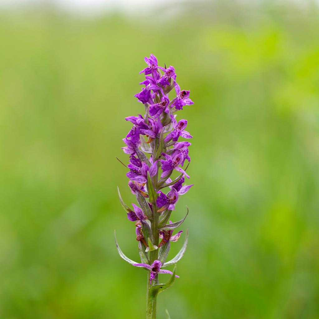 Dactylorhiza majalis - Marsh orchid or broad-leaved orchid - Perennial