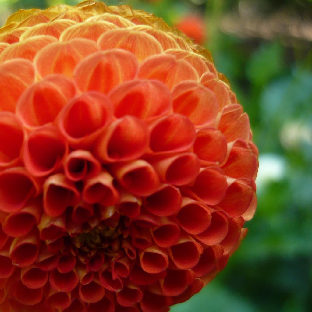 Dahlia Bantling - Pompom variety with exquisite bright orange flowers.