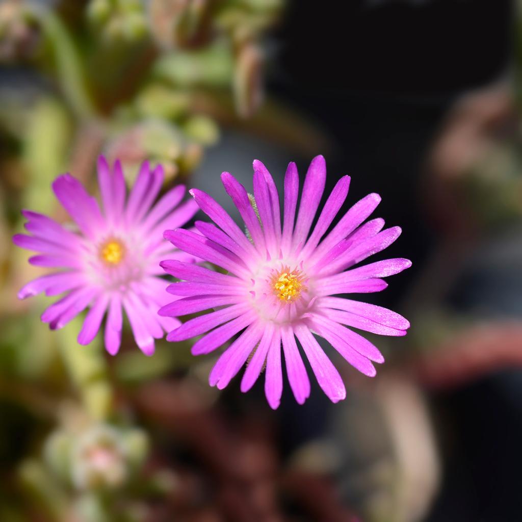 Delosperma sutherlandii - Sutherland's Periwinkle, a perennial forming a carpet of bright pink ...