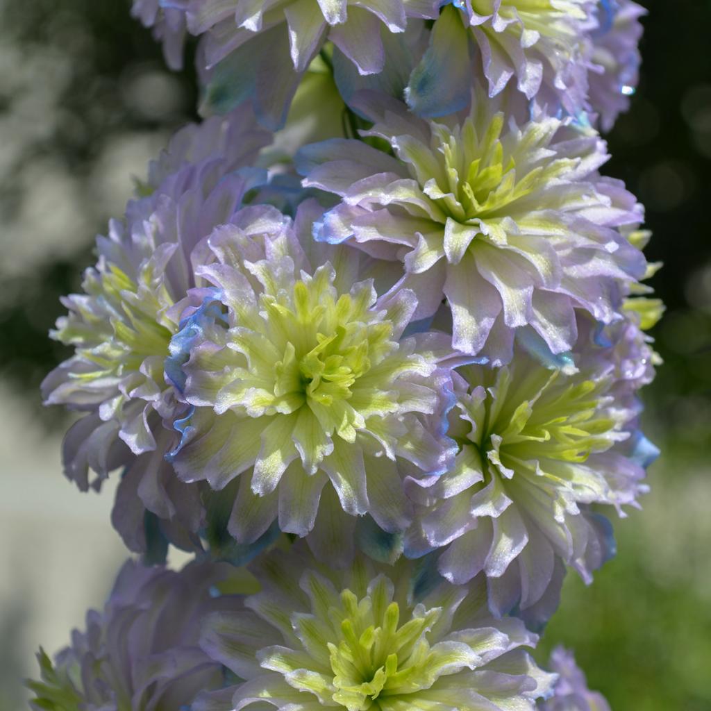 Delphinium Highlander Sweet Sensation - Perennial Larkspur with triple ...