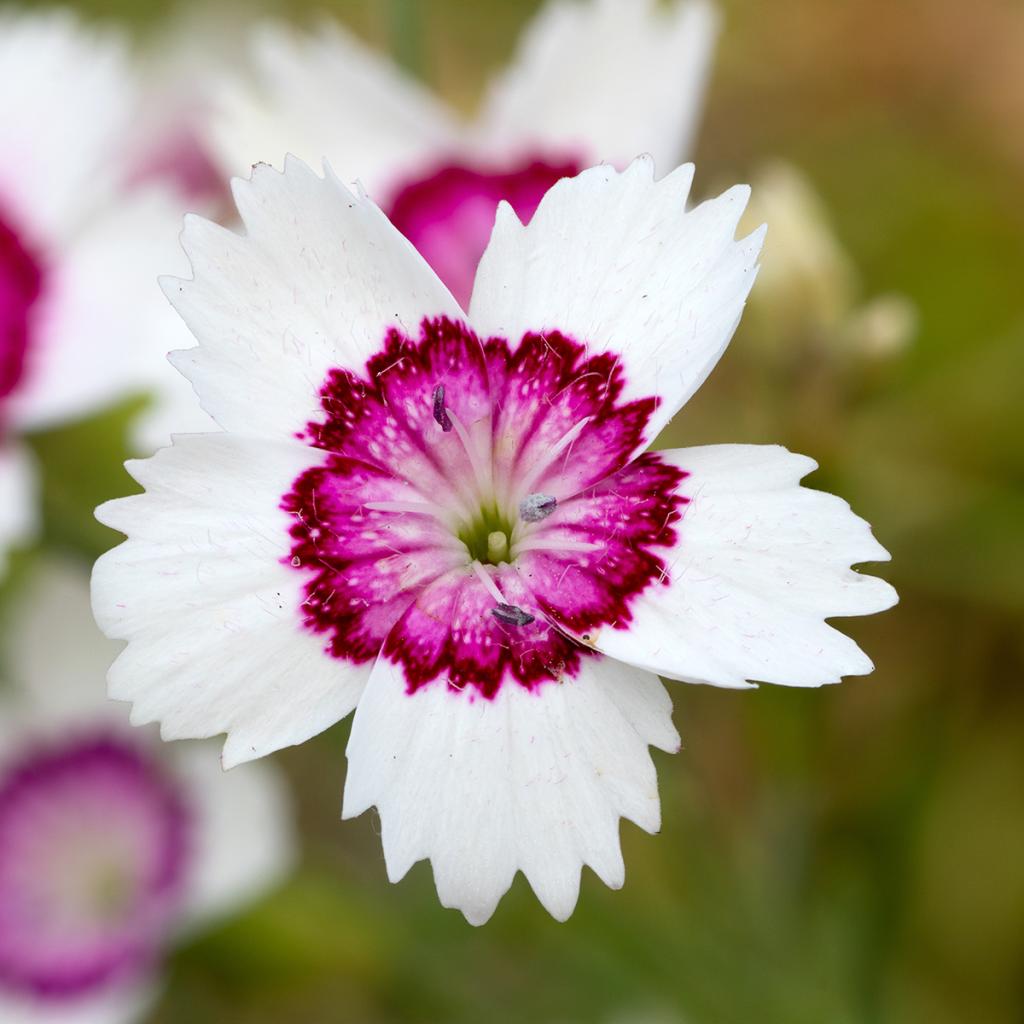 Dianthus deltoides Arctic Fire - White-flowered carnation with red eyes.