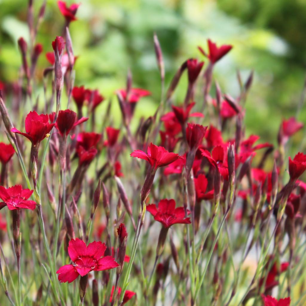 Dianthus deltoides Flashing Light - Scarlet red