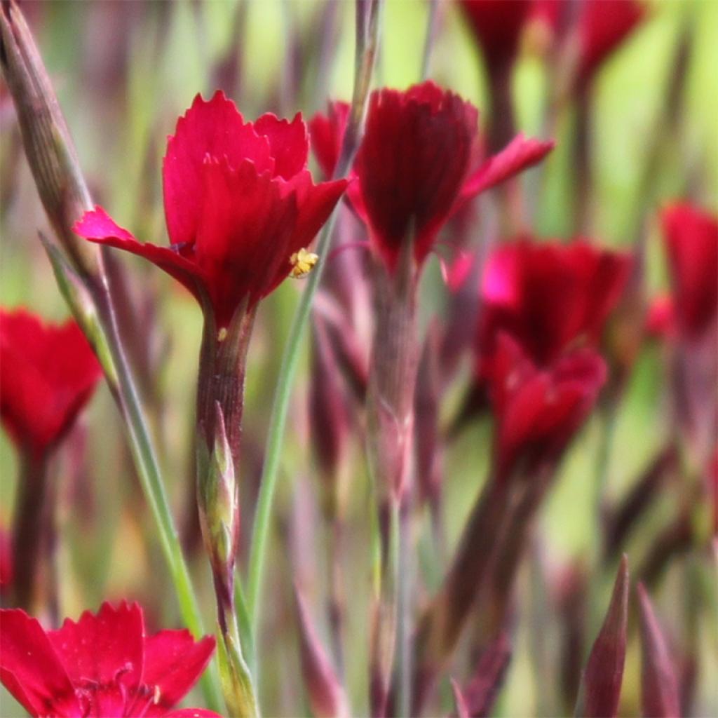 Dianthus deltoides Flashing Light - Scarlet red