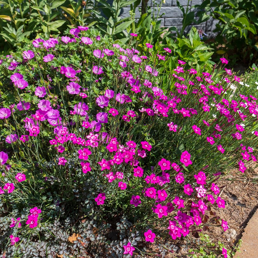 Dianthus deltoides - Delta flower or creeping eye - Perennial with ...