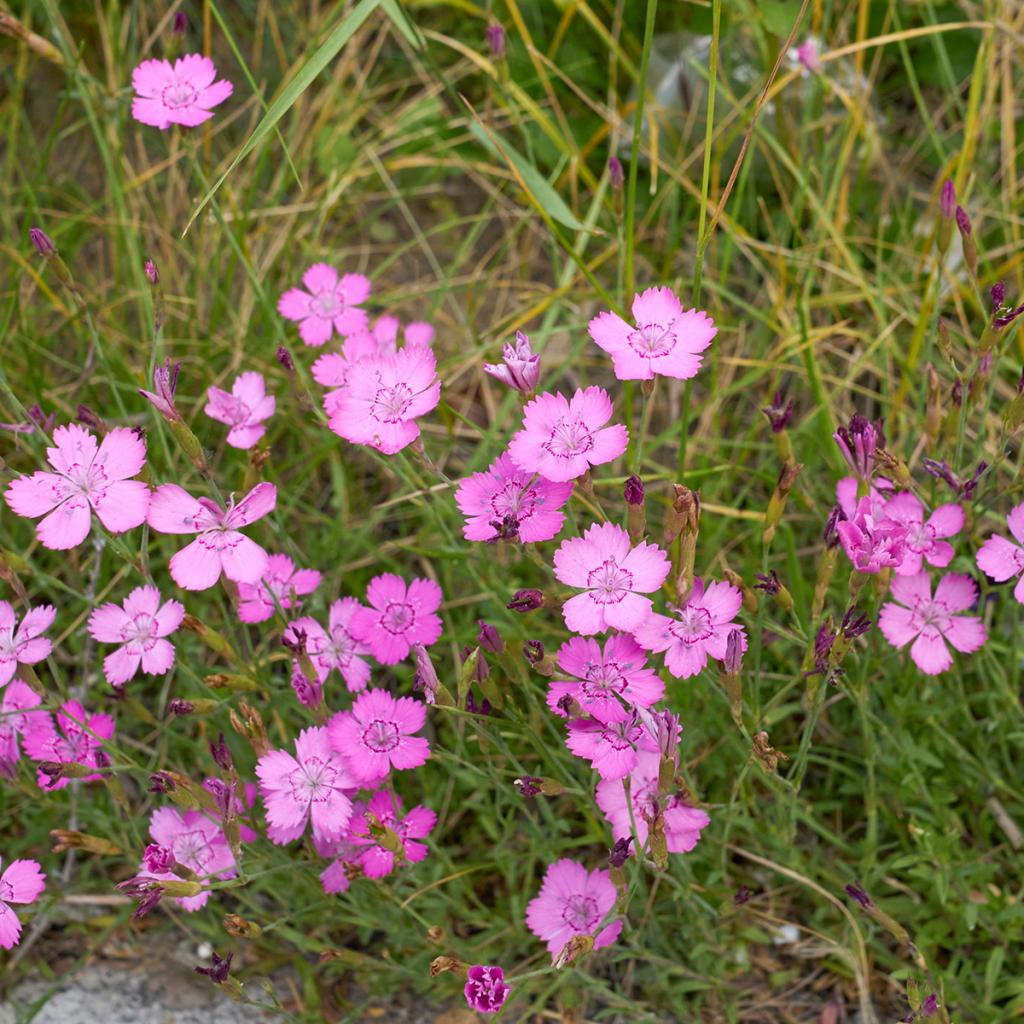 Dianthus deltoides - Delta flower or creeping eye - Perennial with ...