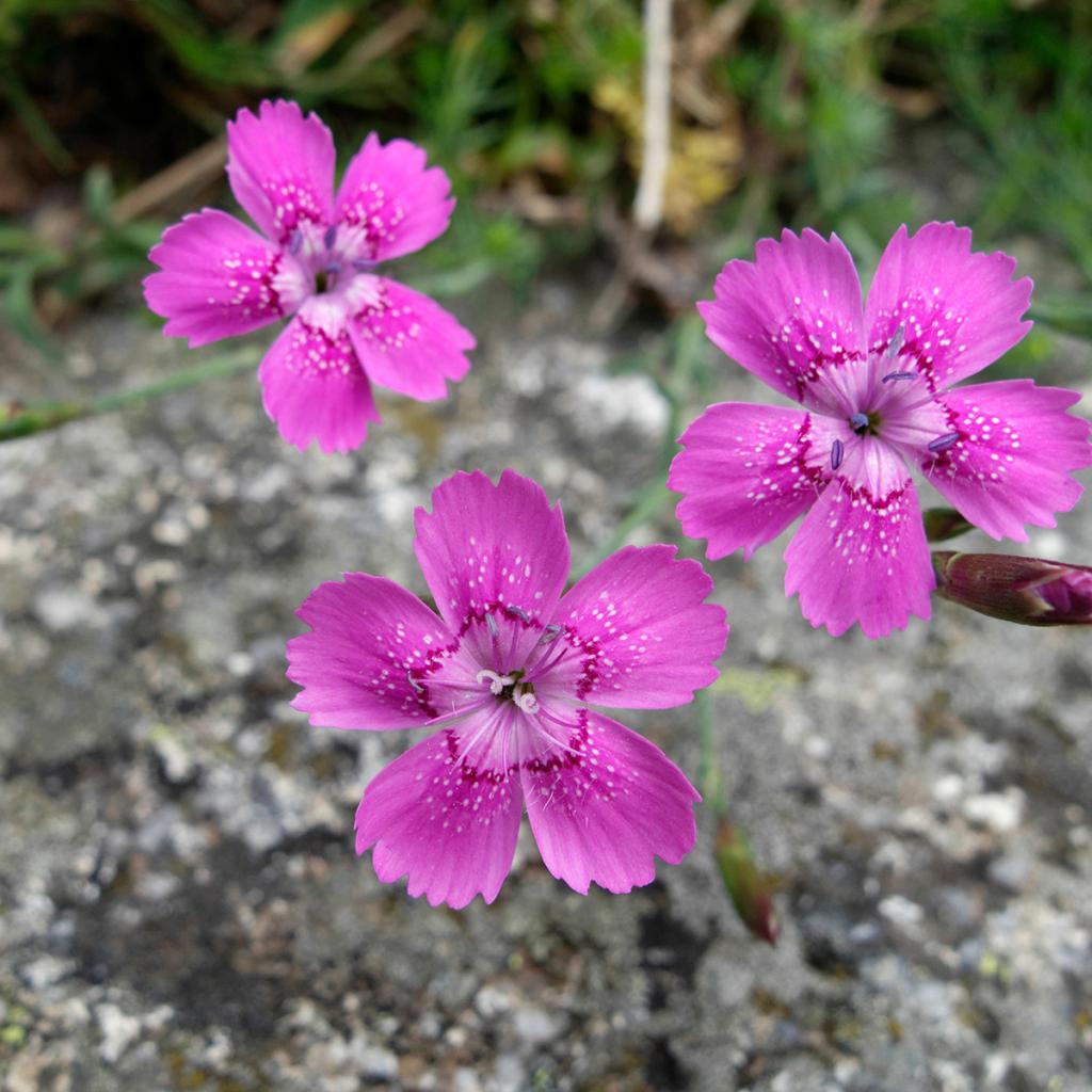 Dianthus deltoides - Delta flower or creeping eye - Perennial with ...