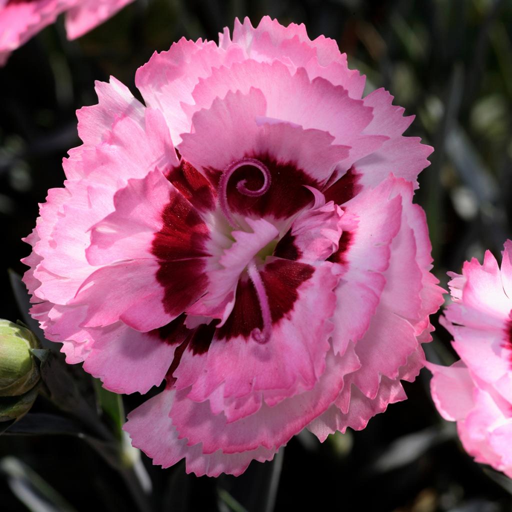 Dianthus plumarius 'Scent First Raspberry Sundae' - Carnation with ...