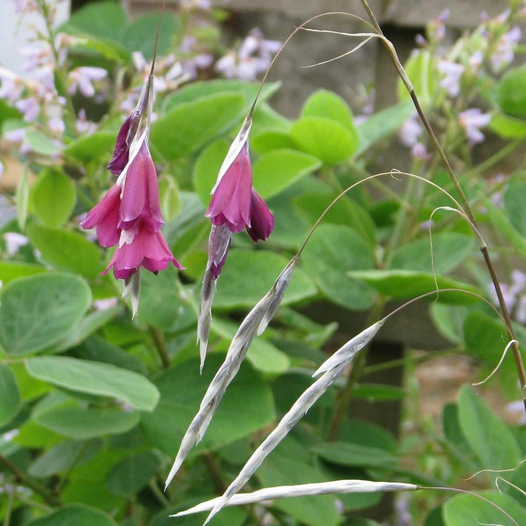 Dierama pulcherrimum Blackbird - Angel's fishing rod - Large cultivar ...