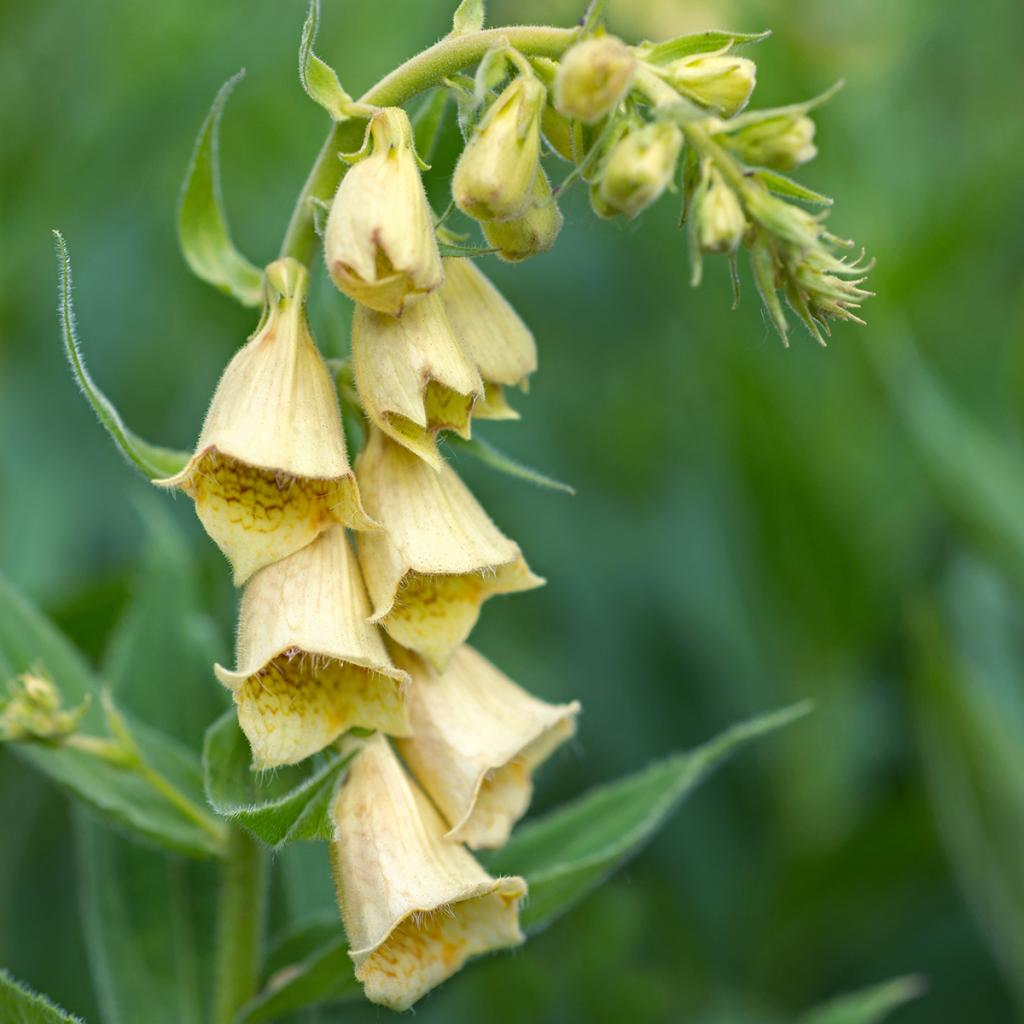 Digitalis grandiflora - Large-flowered Yellow Tubular Foxglove