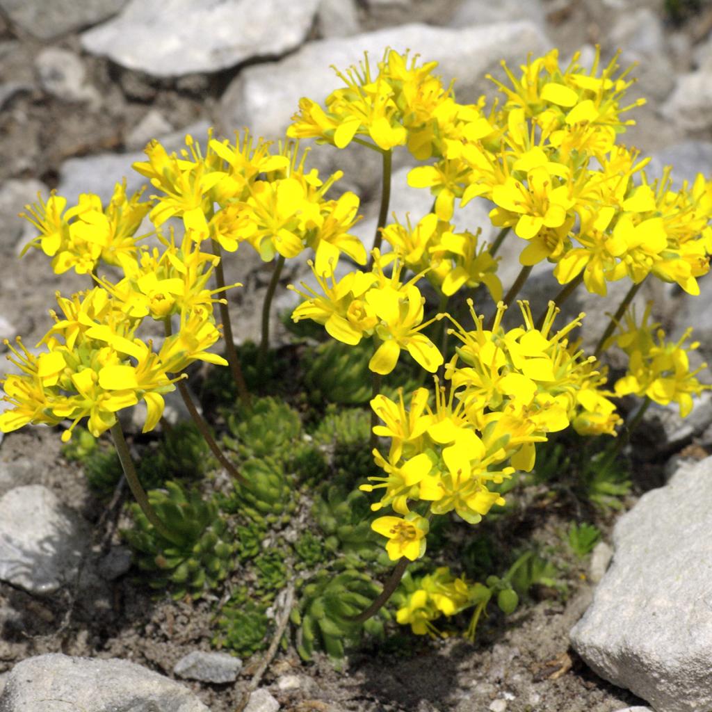 Draba aizoides - False Aïzoon Draba - Alpine perennial with small ...