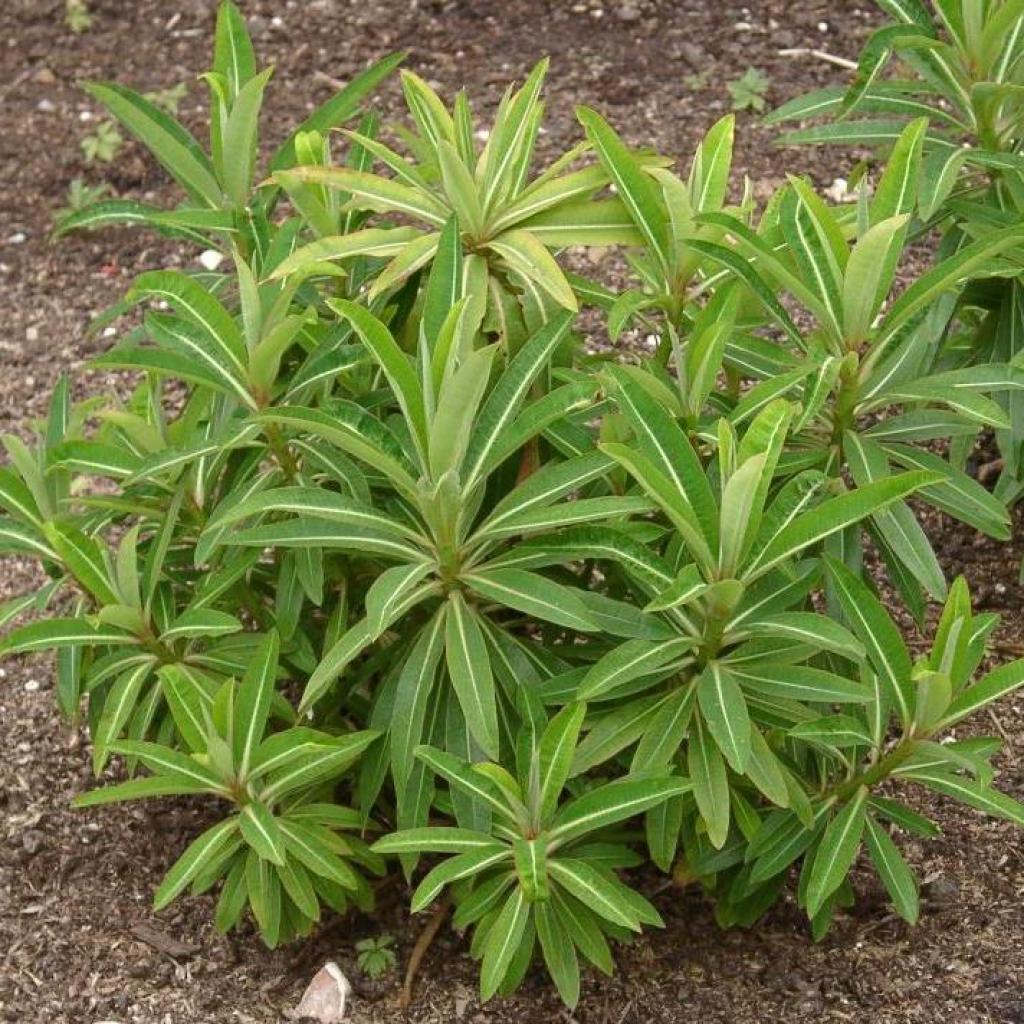 Melliferous Euphorbia - Euphorbia mellifera - A large perennial with a ...