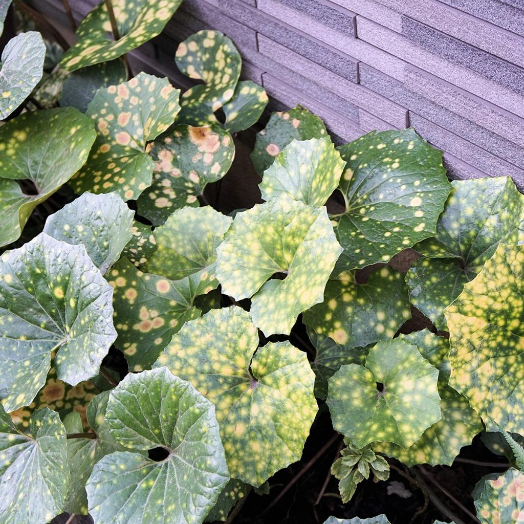 Farfugium japonicum 'Aureomaculatum' - Beautiful perennial shade plant ...