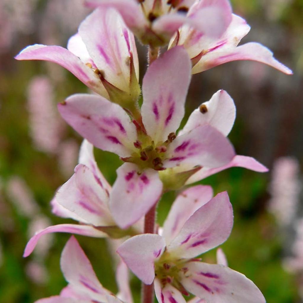 Francoa sonchifolia - A perennial with spikes of pink flowers striated ...