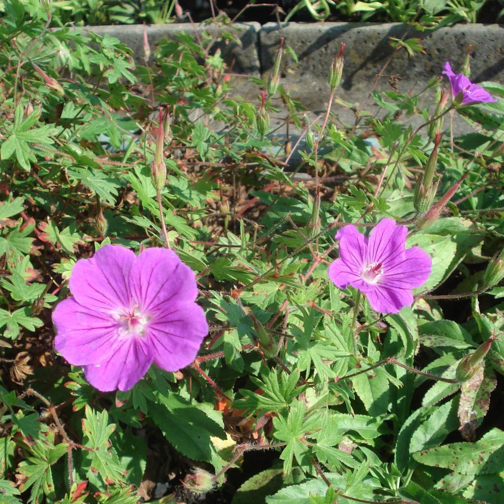 Perennial Geranium Tiny Monster - A dark pink to red flowering