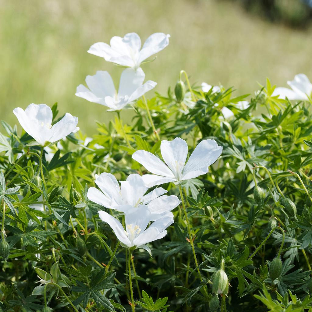 Perennial Geranium sanguineum 'Album' - Compact habit and pure white ...