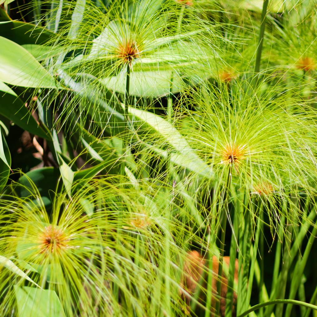 Seeds of Nile Papyrus - Cyperus papyrus - Spectacular semi-aquatic ...